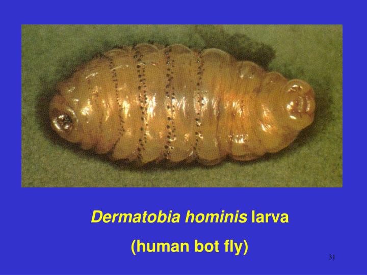 PPT - Lecture Overview Mechanical Transmission – Filth Flies and ...