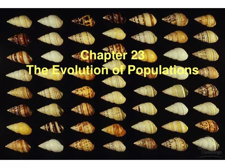 PPT - Chapter 23 The Evolution of Populations PowerPoint Presentation ...