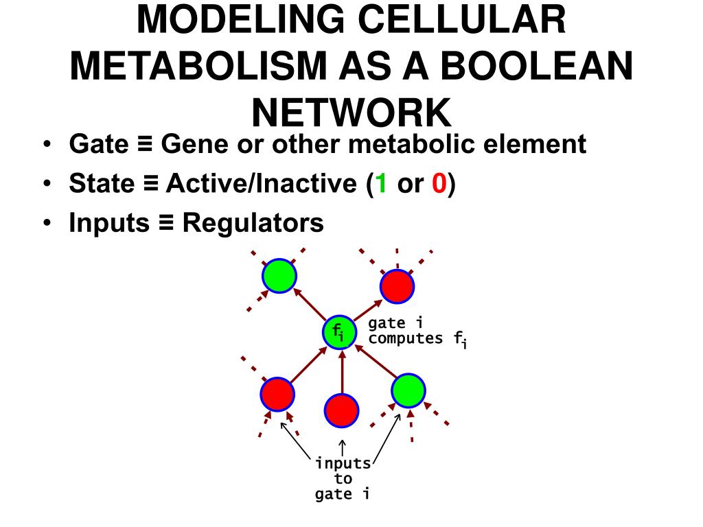 Ppt Dynamics Of Random Boolean Networks Powerpoint Presentation Free