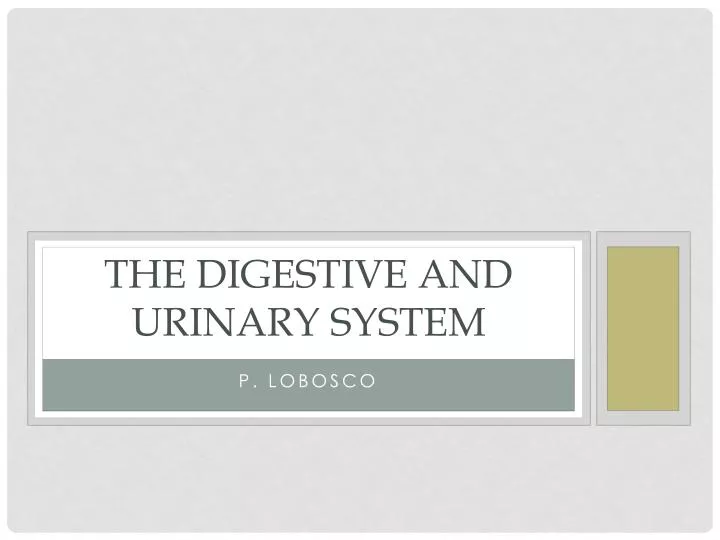 PPT - The digestive and Urinary system PowerPoint Presentation, free ...