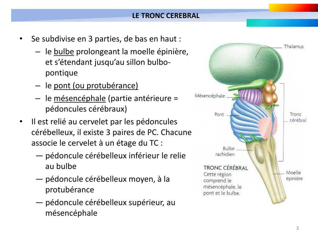 Rôle Du Tronc Cérébral Fonctions Du Tronc Cérébral Succed