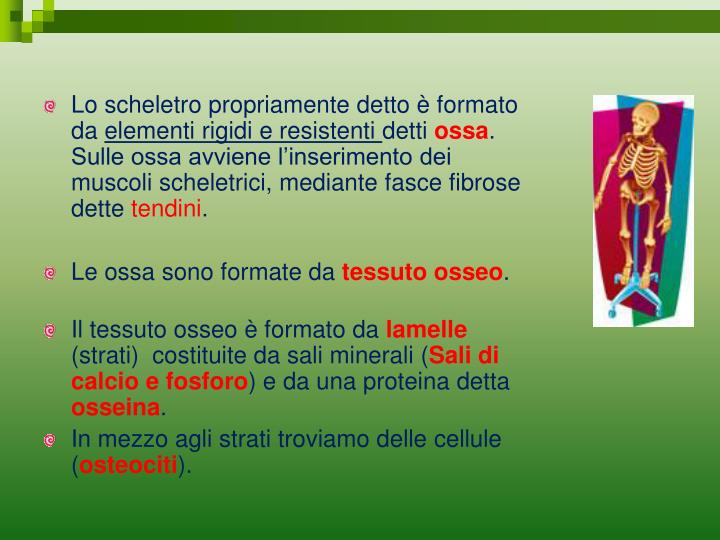 PPT - Apparato locomotore: anatomia, fisiologia e prevenzione dei ...