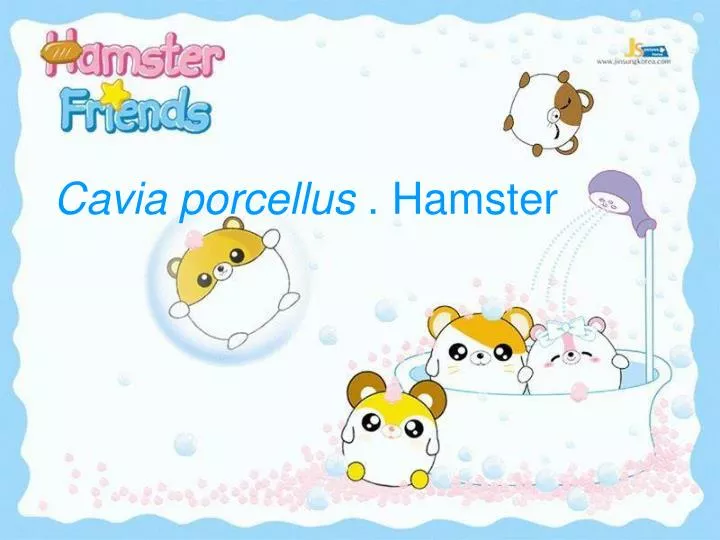 PPT - Cavia porcellus . Hamster PowerPoint Presentation, free download ...