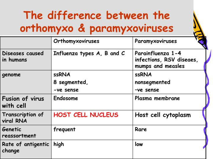 PPT - Paramyxoviridae PowerPoint Presentation - ID:1174456