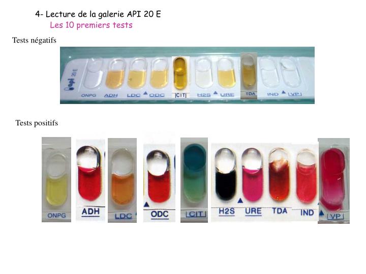 PPT - LA GALERIE API 20E PowerPoint Presentation - ID:1175699