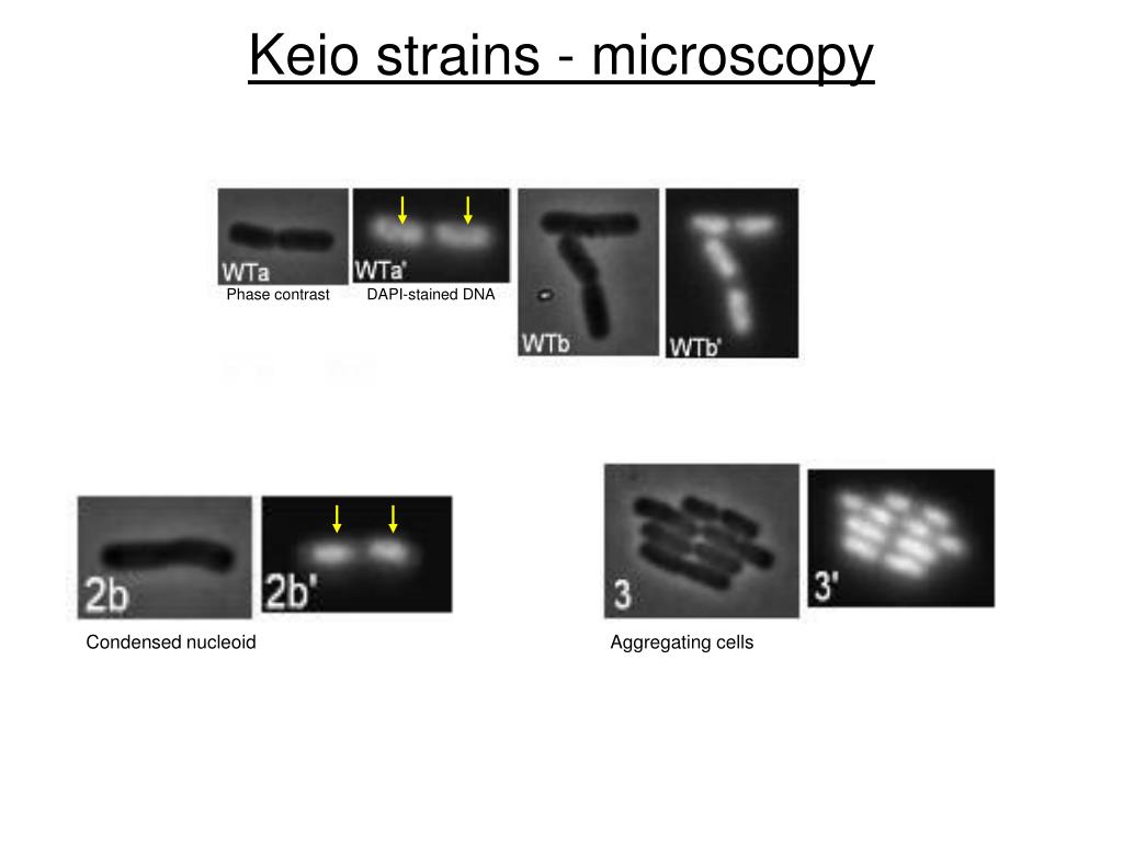 PPT - Cytological screening for novel cell division genes in ...