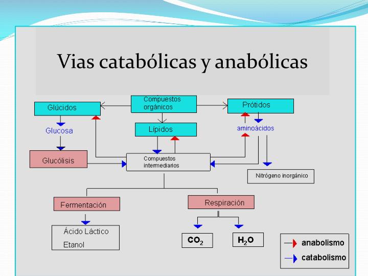 PPT - EL METABOLISMO PowerPoint Presentation - ID:1176928