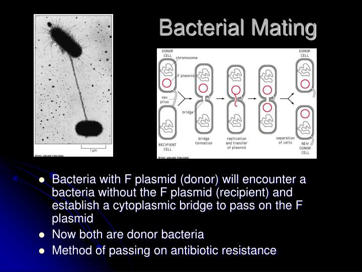 PPT - Cell Cycle and Cell Division PowerPoint Presentation - ID:1177780