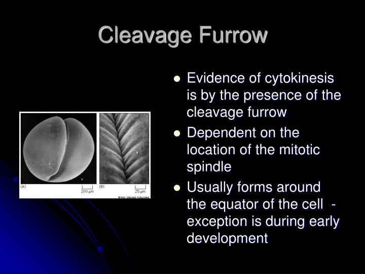 PPT - Cell Cycle and Cell Division PowerPoint Presentation - ID:1177780