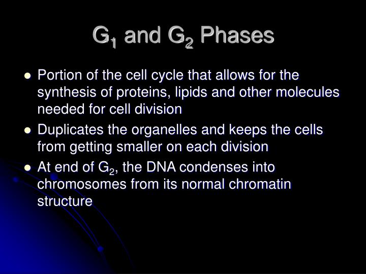 PPT - Cell Cycle and Cell Division PowerPoint Presentation - ID:1177780