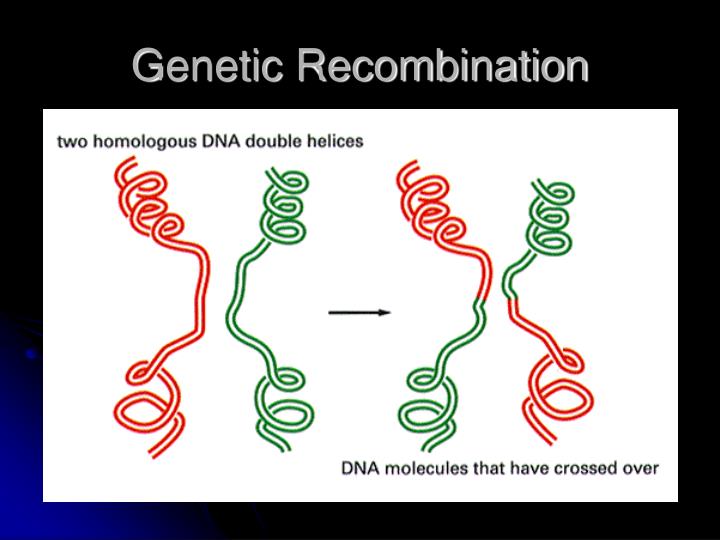 PPT - Cell Cycle and Cell Division PowerPoint Presentation - ID:1177780