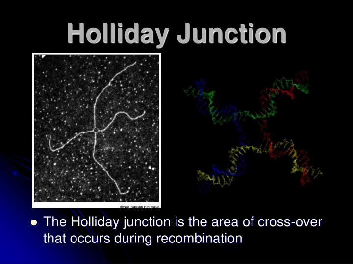 PPT - Cell Cycle and Cell Division PowerPoint Presentation - ID:1177780