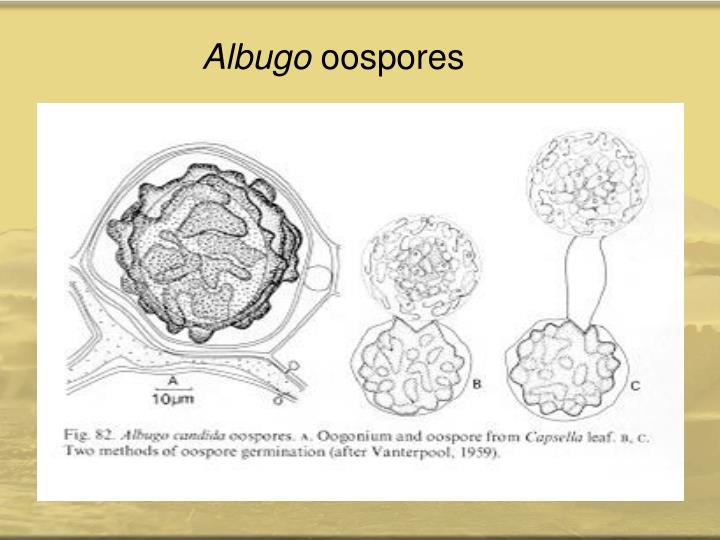 PPT - Phylum : Oomycota Class: Oomycetes PowerPoint Presentation - ID ...