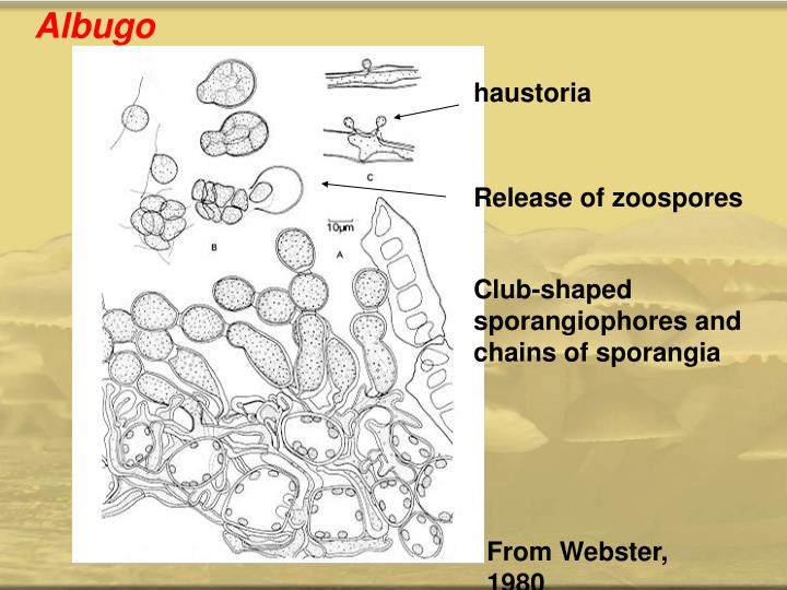 PPT - Phylum : Oomycota Class: Oomycetes PowerPoint Presentation - ID ...