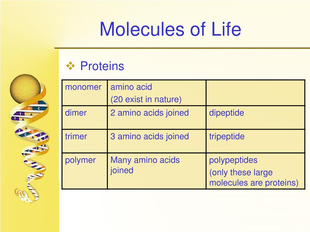 Ppt Molecules Of Life Powerpoint Presentation Free Download Id1178516