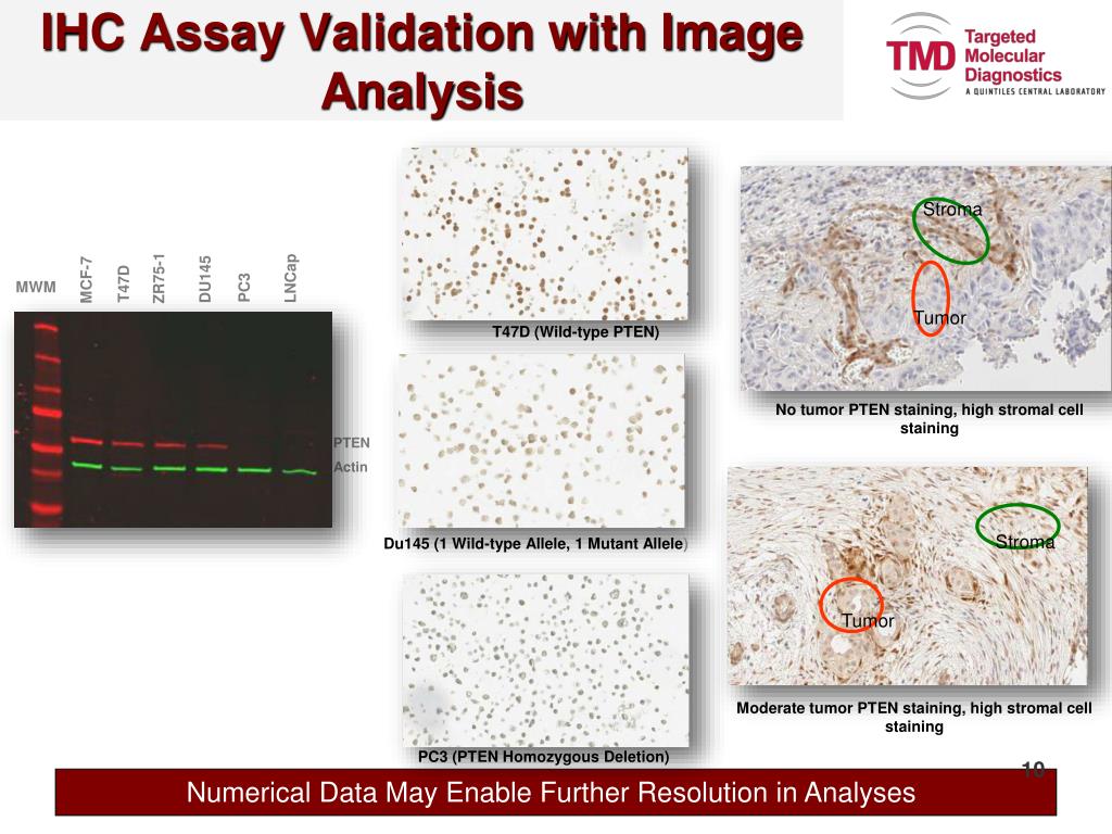 PPT - The Targeted Therapy Continuum PowerPoint Presentation, free ...