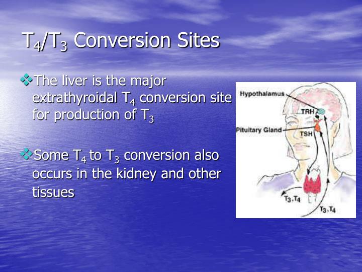 PPT - A BRIEF OVERVIEW OF THE THYROID GLAND PowerPoint Presentation ...