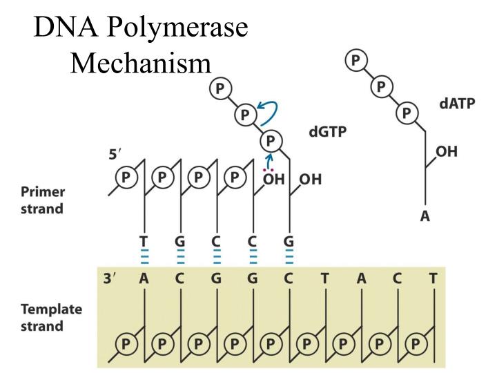 PPT - Nucleotides and Nucleic Acids - Lehninger Chapter8 PowerPoint ...