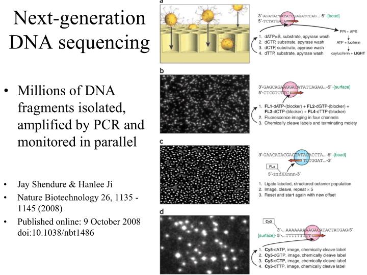 PPT - Nucleotides and Nucleic Acids - Lehninger Chapter8 PowerPoint ...