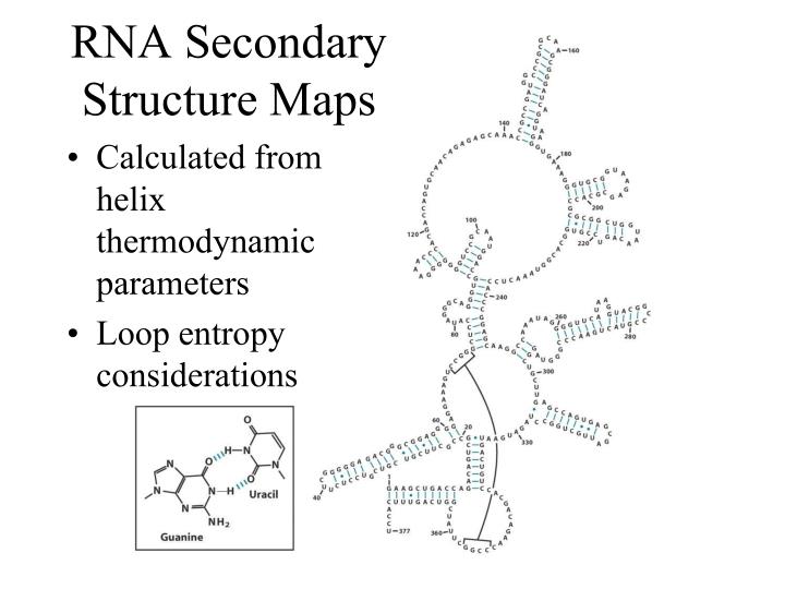 PPT - Nucleotides and Nucleic Acids - Lehninger Chapter8 PowerPoint ...
