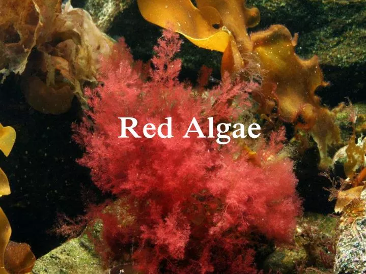 PPT - Red Algae PowerPoint Presentation, free download - ID:1181928