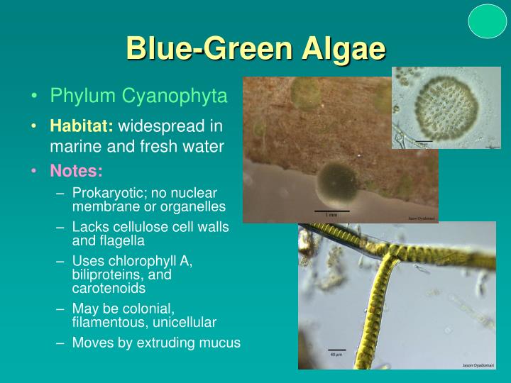 PPT - Algae and Microinvertebrates PowerPoint Presentation - ID:1181947