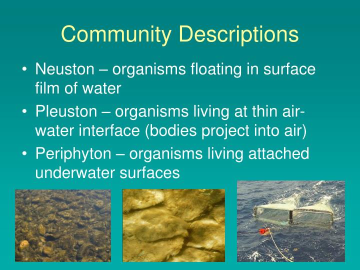 PPT - Algae and Microinvertebrates PowerPoint Presentation - ID:1181947