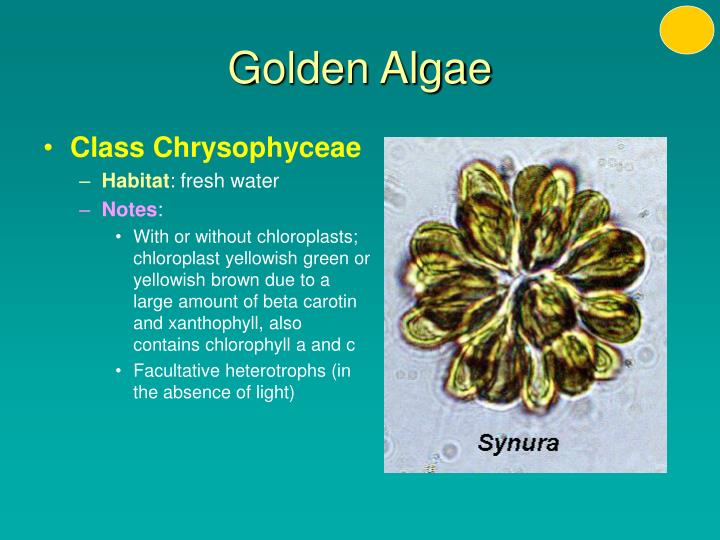 PPT - Algae and Microinvertebrates PowerPoint Presentation - ID:1181947