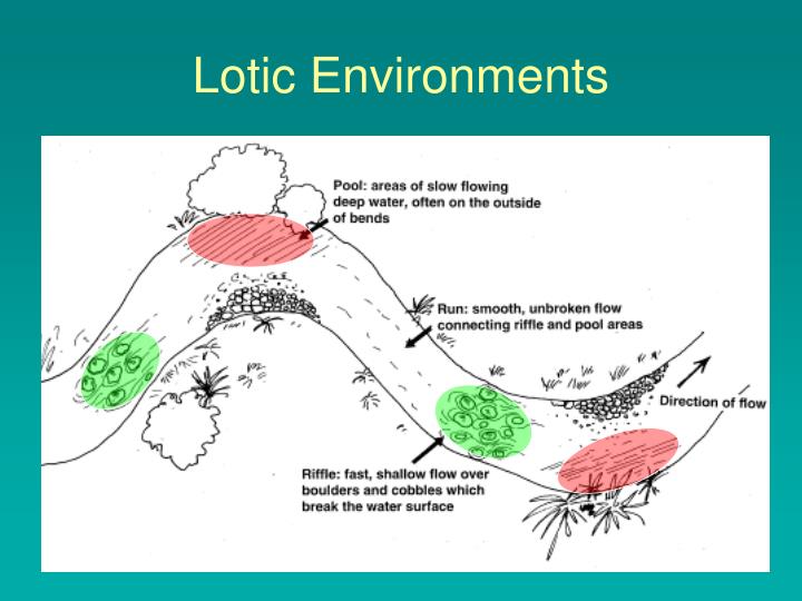 PPT - Algae and Microinvertebrates PowerPoint Presentation - ID:1181947