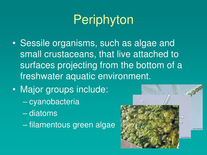 PPT - Algae and Microinvertebrates PowerPoint Presentation - ID:1181947