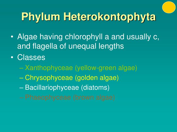 PPT - Algae and Microinvertebrates PowerPoint Presentation - ID:1181947