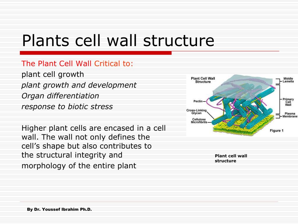 PPT Plants Cell Wall Structure PowerPoint Presentation Free Download 