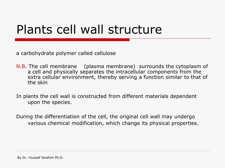 PPT - Plants cell wall structure PowerPoint Presentation - ID:1182117