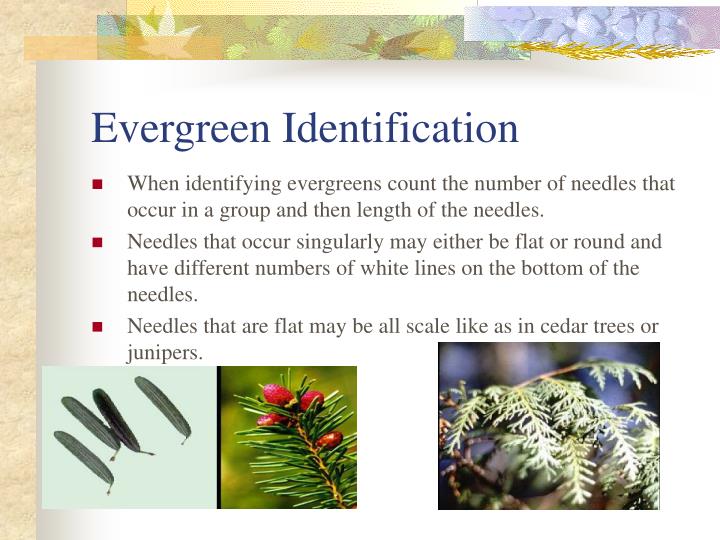 PPT - Tree Identification PowerPoint Presentation - ID:1182390