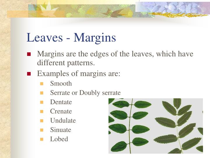PPT - Tree Identification PowerPoint Presentation - ID:1182390