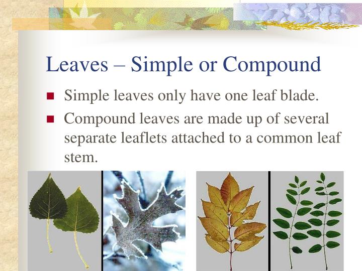 PPT - Tree Identification PowerPoint Presentation - ID:1182390