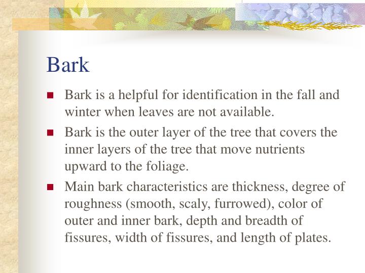 PPT - Tree Identification PowerPoint Presentation - ID:1182390