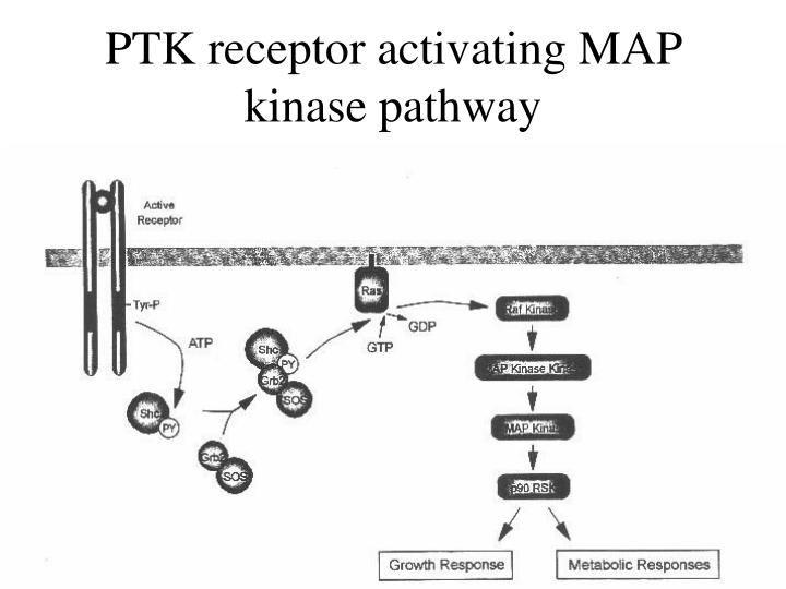 PPT - Cytokine Signaling PowerPoint Presentation - ID:1182884