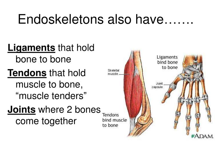 PPT - The Skin : Structure . PowerPoint Presentation - ID:1182933