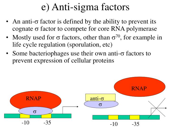 PPT - Transcription regulation in prokaryotes PowerPoint Presentation ...
