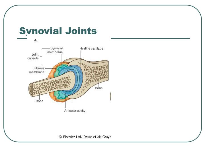 PPT - Overview Of Joint Movements PowerPoint Presentation - ID:1184355