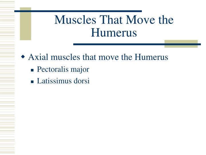 PPT - The Muscular System PowerPoint Presentation - ID:1184388