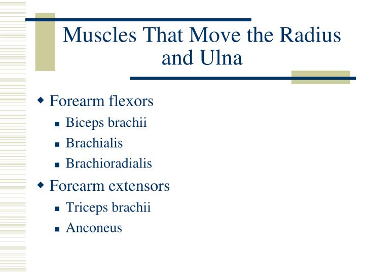 PPT - The Muscular System PowerPoint Presentation - ID:1184388