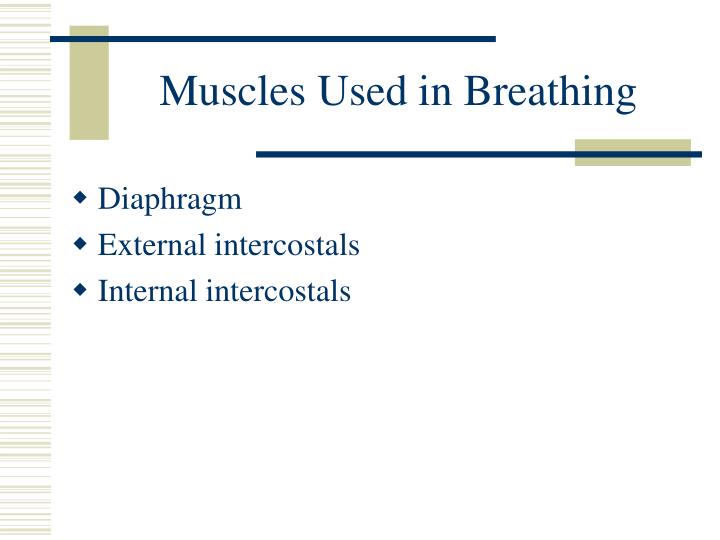 PPT - The Muscular System PowerPoint Presentation - ID:1184388