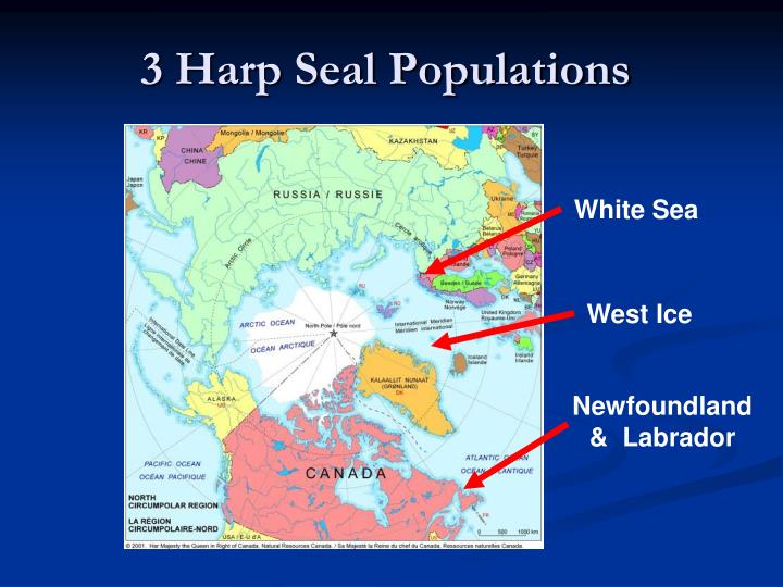 PPT - Harp Seals and the Canadian Harp Seal ‘Hunt ’: Ecological and ...