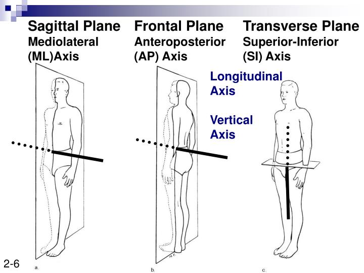 PPT - Movement Terminology PowerPoint Presentation - ID:1184511