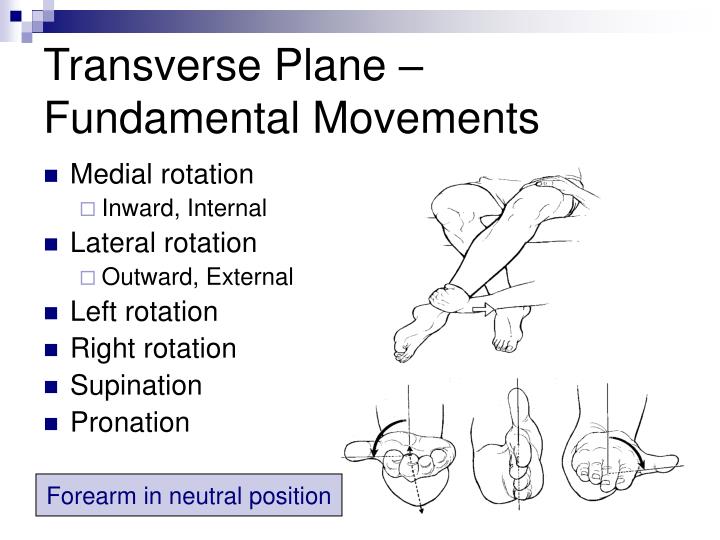 PPT - Movement Terminology PowerPoint Presentation - ID:1184511