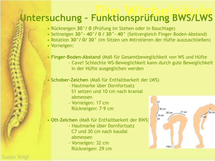 PPT - Untersuchung der Wirblesäule Wichtige Tast- bzw ...
