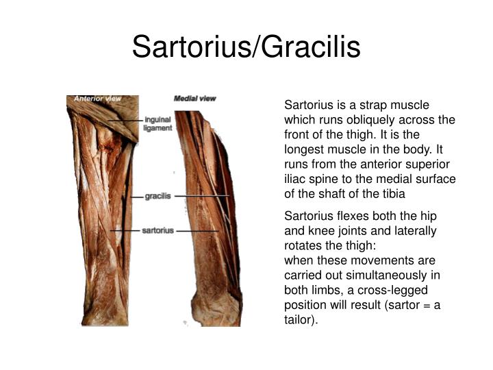 PPT - Thigh PowerPoint Presentation - ID:1184607