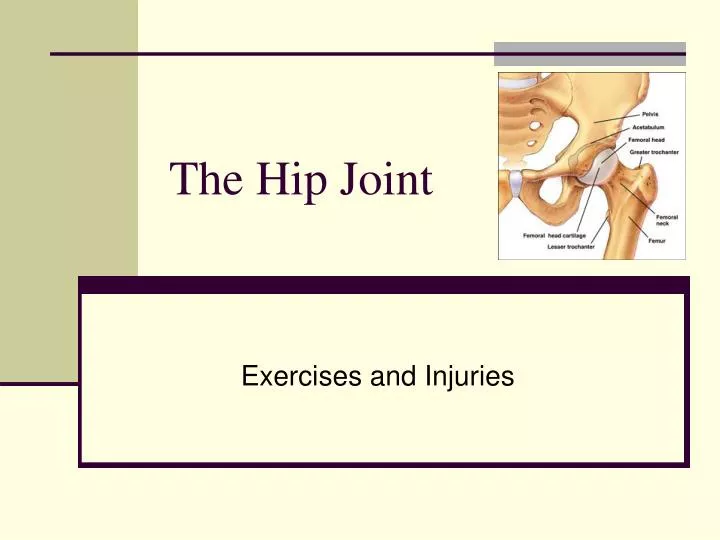 PPT - The Hip Joint PowerPoint Presentation, free download - ID:1185674